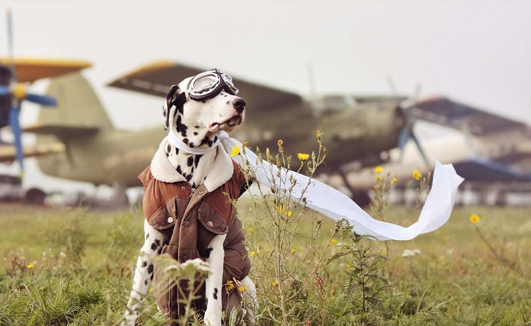 Can You Bring Dogs on Private Jets? Full Guide 2025 - Private jet ...